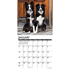 Just Border Collies 2021 Wall Calendar (Dog Breed Calendar)