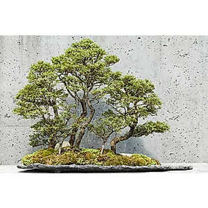 Seiju Dwarf Chinese Elm - Ulmus parvifolia - 2.5" Pot - Fairy Garden/Bonsai
