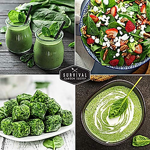 Survival Garden Seeds - Viroflay Spinach Seed for Planting - Packet with Instructions to Plant and Grow Nutritious Leafy Greens in Your Home Vegetable Garden - Non-GMO Heirloom Variety - 2 Pack