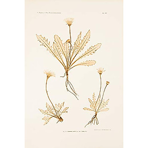 Leontodon hastilis var. ß dubius