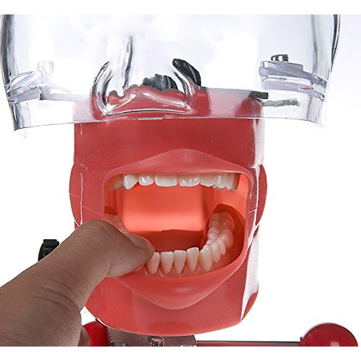 Teaching Head Model Plastic Educational Teeth Model Manikin Phantom Head Models Fix on Table
