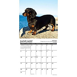 Dachshund Rules 2021 Wall Calendar (Dog Breed Calendar)