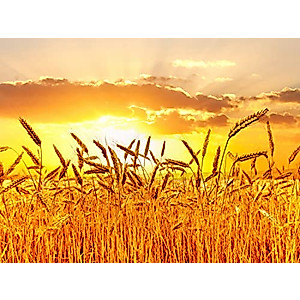 5 Pack Wheat Straw Unbreakable Tableware Kettle Cups Set, with 4 Multicolor Cups for Kids Children Toddler Adult, Dishwasher Coffee Mug for Water, Tea, Milks, Juice