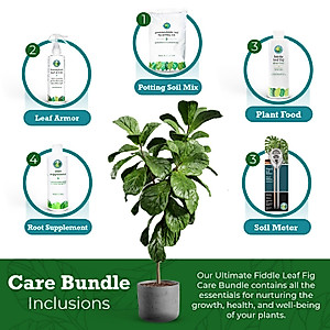 Ultimate Fiddle Leaf Fig Care Bundle