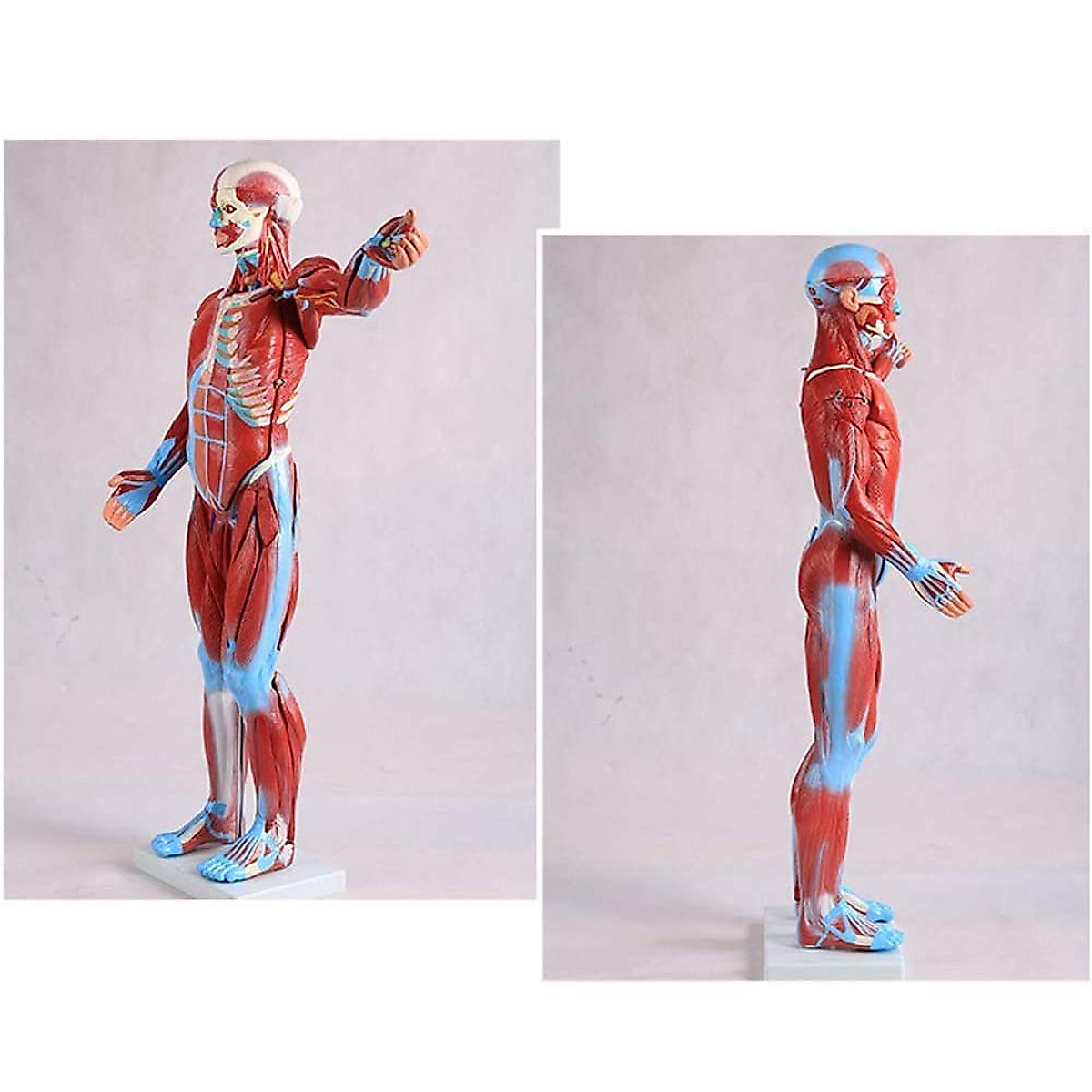 KINOFU Educational Model, Human Muscle Anatomical Model 80Cm Chest Human Internal Organs Anatomical Skeleton Model in Teaching to The Teaching Aids