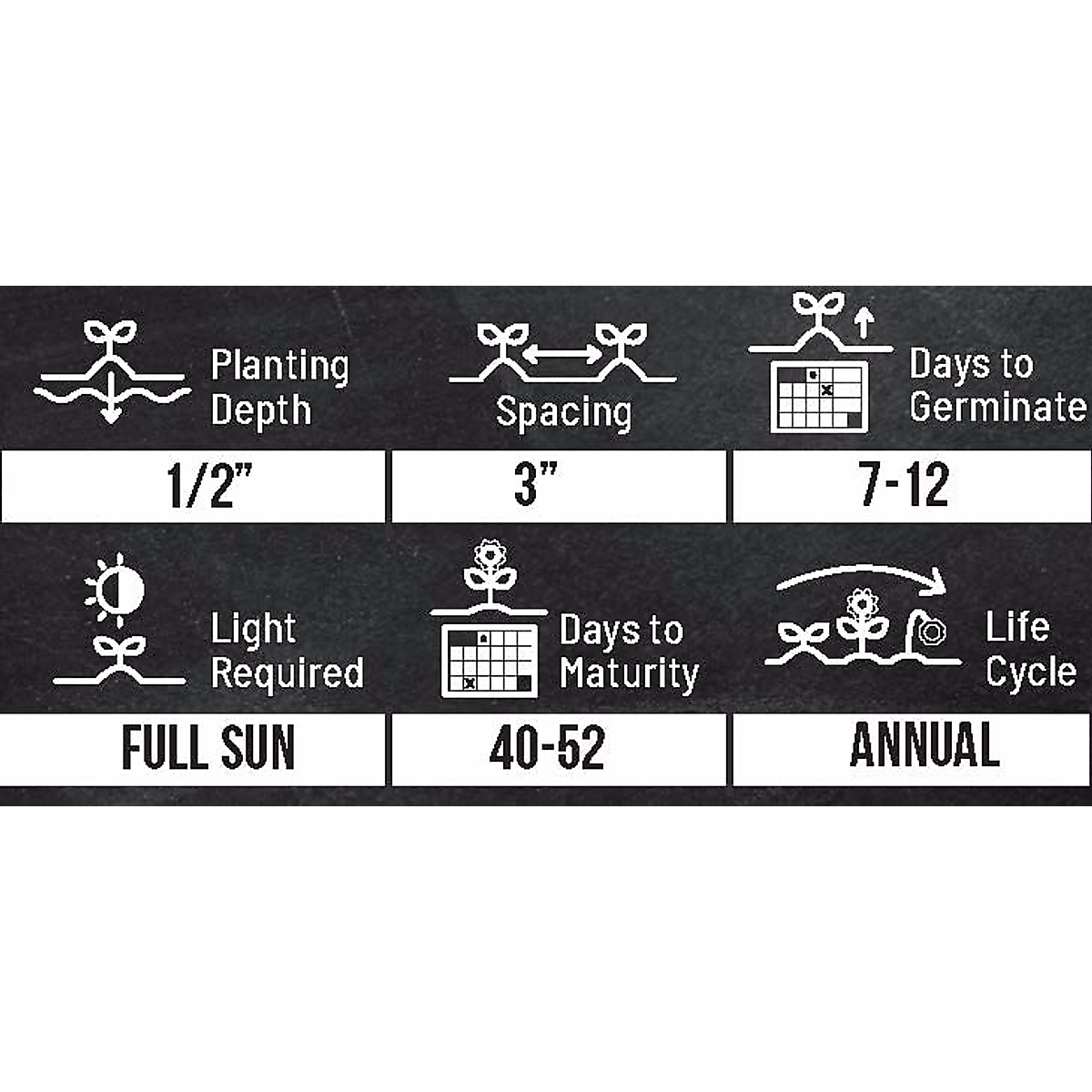 Beet Seeds for Planting - Non-GMO Heirloom Seed Packets with Instructions to Plant & Grow an Outdoor Vegetable Garden - Great Gardening Gift - 50 Ruby Queen Beet Seeds Per Packet (1 Packet)