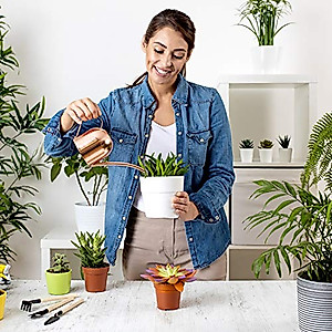 MOnu Small Metal Watering Can - Cute Mini Indoor Decorative Watering Pot for Desk Office House Plants Orchids Herbs Bonsai Succulents - Gardening Tool Sprinkler with Long Spout - 15oz/500ml Rose Gold