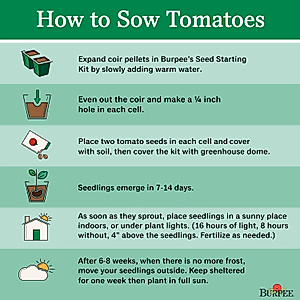 Burpee 'Bloody Butcher' | Red Beefsteak Slicing Tomato | 40 Seeds