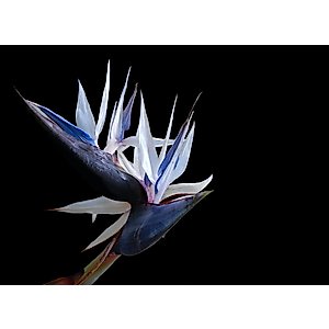 White Bird of Paradise Seeds - 5 Seeds to Grow - Great Indoor Plant or Bonsai - Strelitzia nicolai