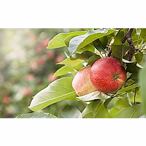 Common Apple Tree Seeds for Planting, 15+ Fruit Tree Seeds Per Packet, (Isla's Garden Seeds), 70-90% Germination in Good Conditions, Malus pumila, Botanical Name: Malus pumila, Great Home Garden Gift