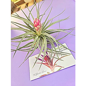 Large Air Plants - 1 Hybrid No. 1-4 to 6 Inch Air Plant - Color & Form Varies by Season - 30 Day Guarantee on Tillandsia from The Drunken Gnome (1, One Size 4-6")