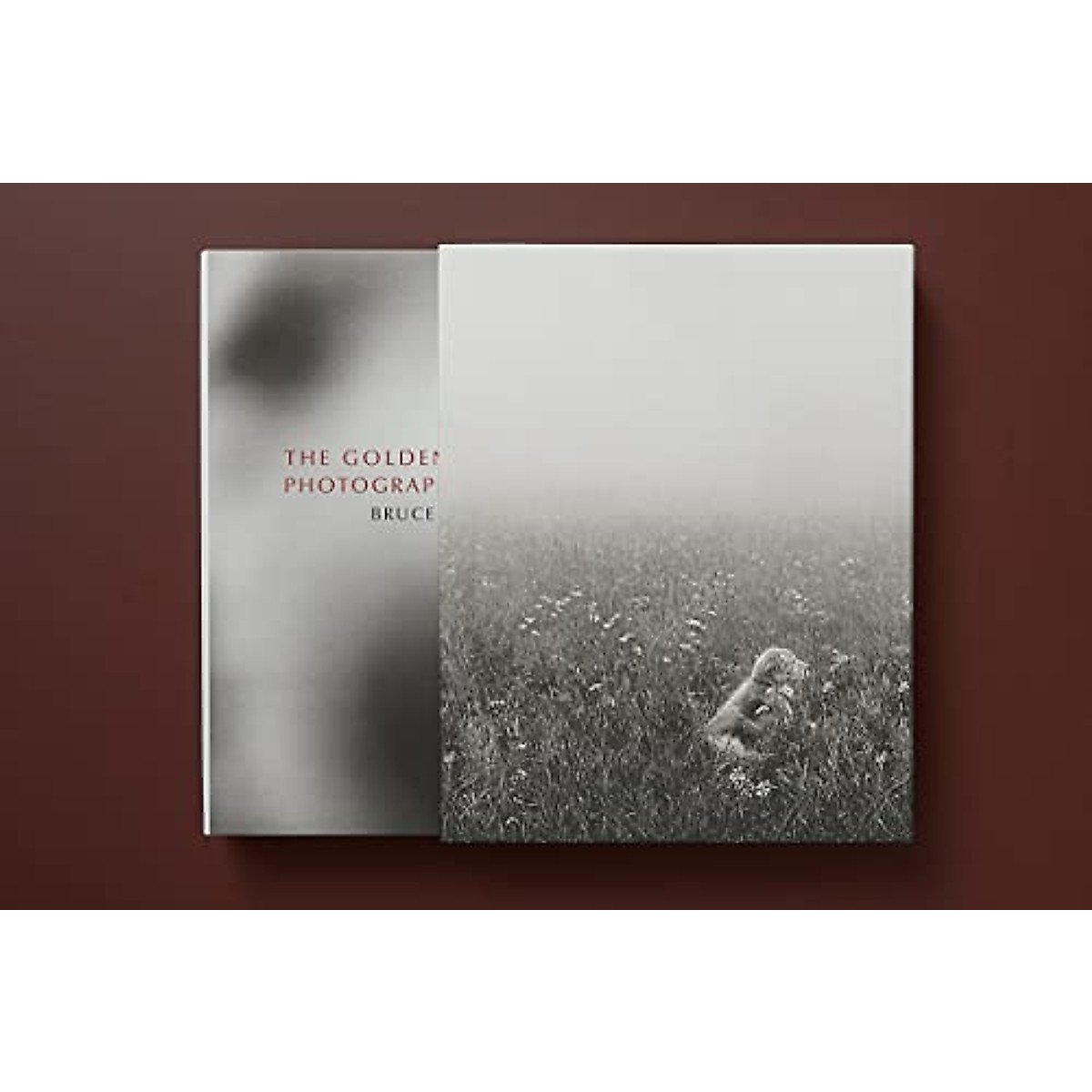 The Golden Retriever Photographic Society