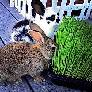 Deluxe Organic Cat Grass Kit - Includes 5 Pounds of Organic Cat Grass Seeds, Minute Soil Coco Coir, Trays, Instructions - Enough to Grow Five 10x10 Trays of Wheat Grass for Cats, Dogs, & Other Pets