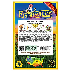 Everwilde Farms - 2000 Old Field Goldenrod Native Wildflower Seeds - Gold Vault Jumbo Seed Packet