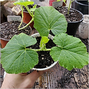 Seed Needs, Blue Jarrahdale Pumpkin Seeds - 20 Heirloom Seeds for Planting Cucurbita Maxima - Non-GMO & Untreated - Tasty Decorative Pumpkin for Halloween & Fall (1 Pack)