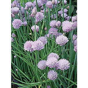 Burpee Common Chives Seeds 1000 seeds