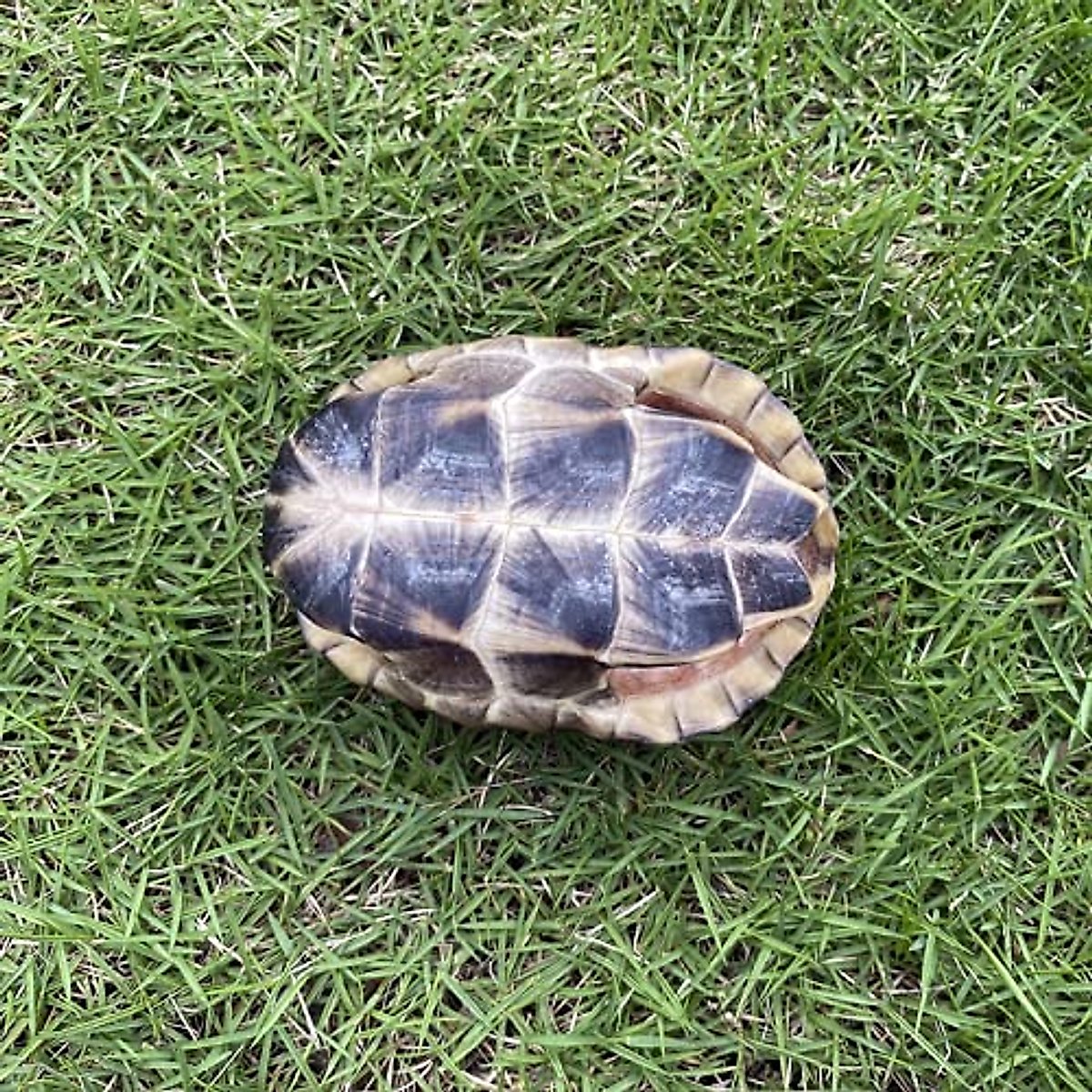 Unique Turtle Shell True Specimen Turtle Shell（ Reeves' Turtle） Taxidermy (1)