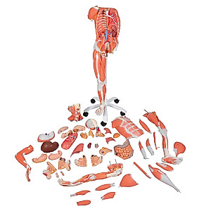 3B Scientific B50 Dual Sex Muscle Figure 45-part - 3B Smart Anatomy