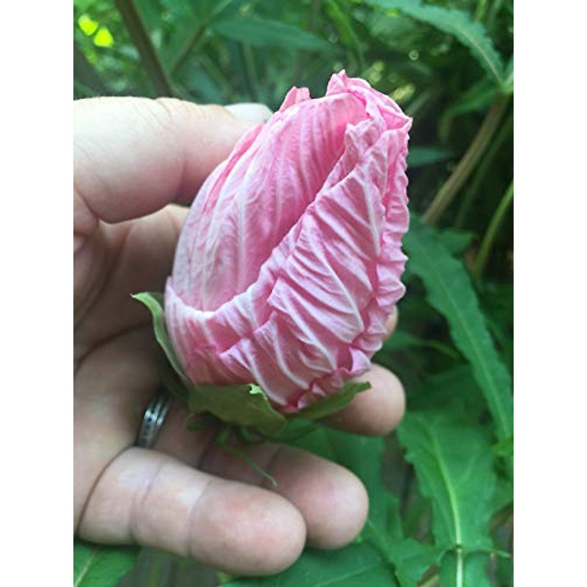 1112A-Tropical Hibiscus, Giant Pink (Hibiscus rosa-sinensis) Seeds by Robsrareandgiantseeds UPC0764425787105 Non-GMO,Organic,USA Grower, Cold Hardy, 1112-A Package of 10 Seeds