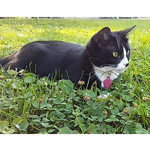 Shelter Pets: Peppa The Tuxedo Cat - 10" Black and White Plush Toy Stuffed Animals - Based on Real-Life Adopted Pets - Benefiting The Kitten and Cats Animal Shelters They were Adopted from