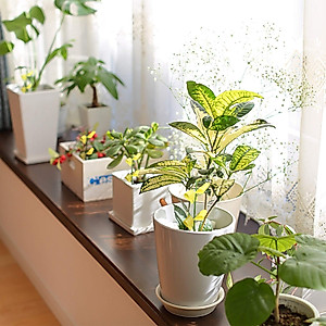 Garsum Sticky Houseplant Traps Sticky Trap Yellow Sticky Bug Traps for Indoor/Outdoor Use