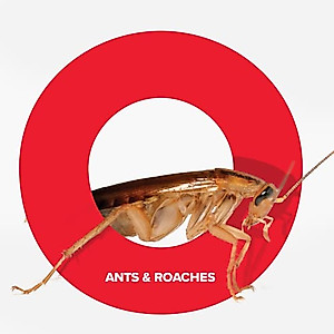 BOP Ant & Roach Killer, 17 oz, Easy to Use Pest Control Spray, Kills Bugs On Contact and Keeps Your Home Insect Free, Indoor/Outdoor Use for Quick Results