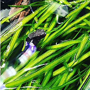 Jungle Val | Tall Vallisneria Spiralis 3-Bunch Freshwater Live Aquarium Plants Background Fish Tank Greenpro