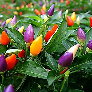 50Pcs Vegetable Ornamental Pepper Seeds for Planting 5 Color Pepper Plant Seeds Rainbow Plant Vegetable Seed ,for Growing Seeds in The Garden or Home Vegetable Garden