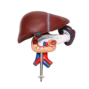 Human Liver Pancreas Duodenum Anatomical Anatomy Model Model Life Size Structure Model of Liverspleen Blood Vessel for Education Demonstration