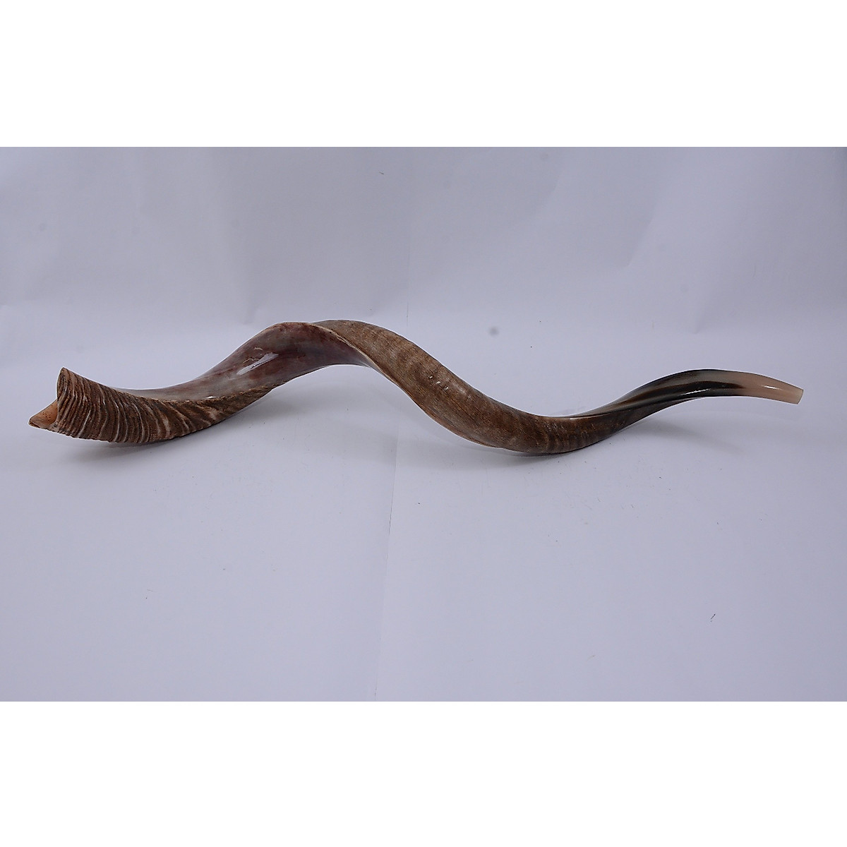 40"- 42" Extra Large Yemenite Kudu Horn Half Polished Finish and Half Natural Shofar, with Free Anti Odor Spray and Bag, Made in Israel