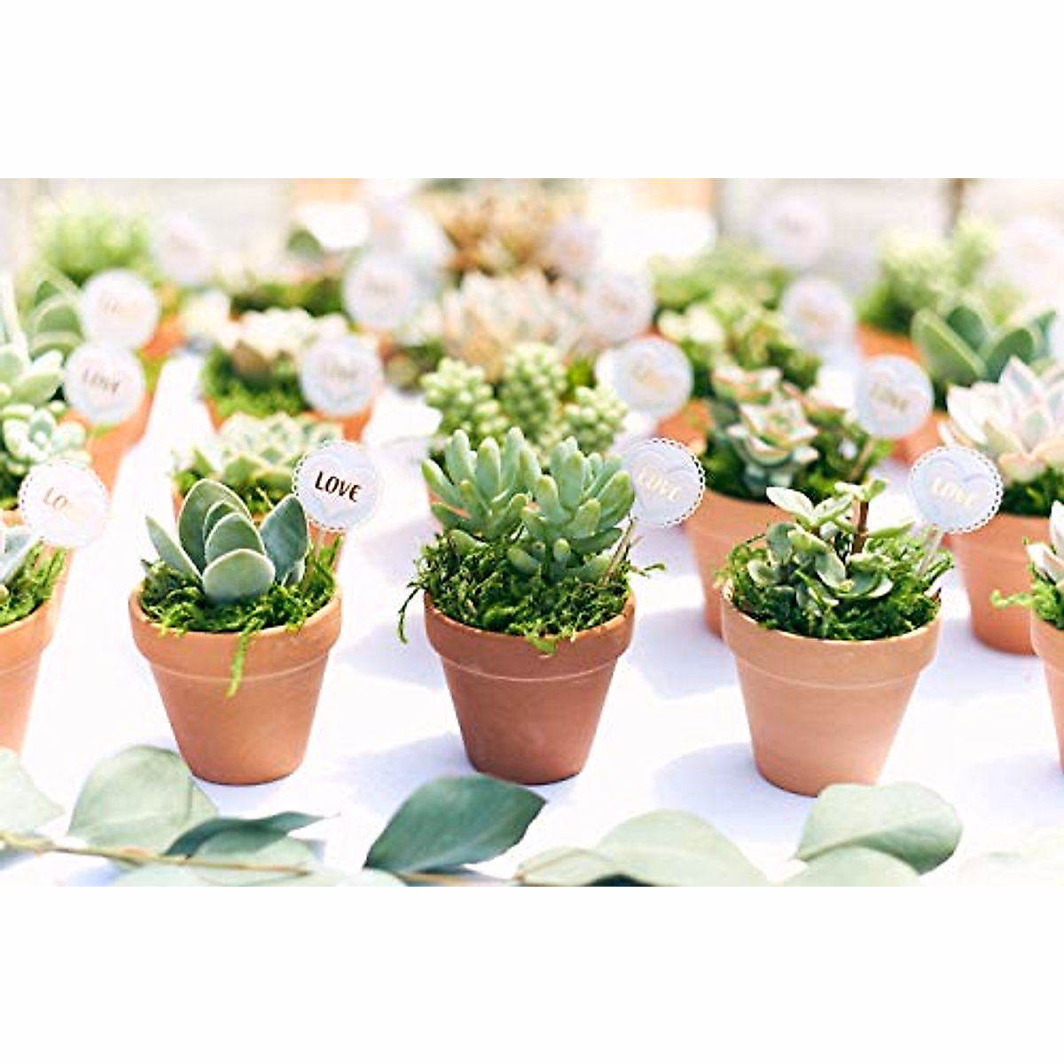 Shop Succulents | Can't Touch This Collection | Assortment of Hand Selected, Fully Rooted Live Indoor Cacti Plants, 5-Pack