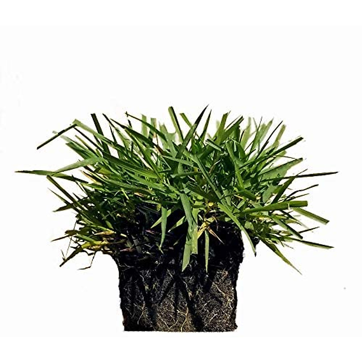 Zoysia Plugs - 100 Large Plugs, Drought Tolerant, Low Maintenance