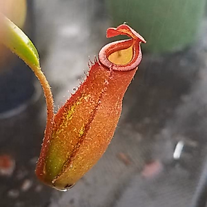 CHUXAY GARDEN Mix Nepenthes-Tropical Pitcher Plants,Monkey Cups,Nepenthaceae 400 Seeds Red Blue Green Potted Bonsai Carnivorous Plants Easy to Grow & Maintain