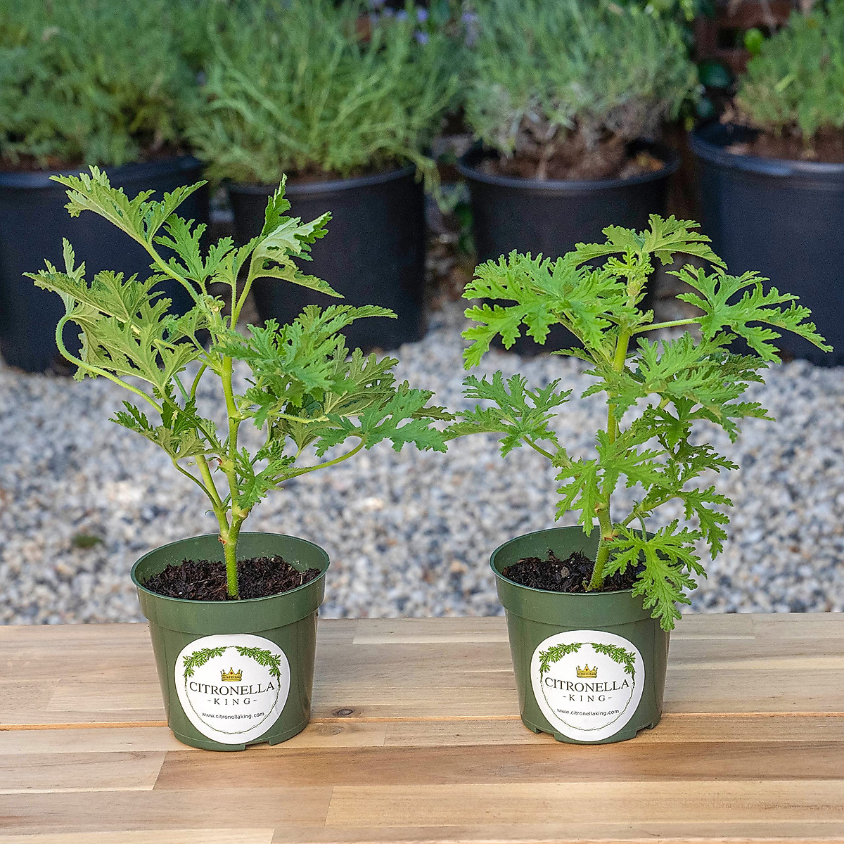 2 Citronella Plants, Mosquito Plant, Thriving Inside 4” Durable Nursery Pots, Live Plants