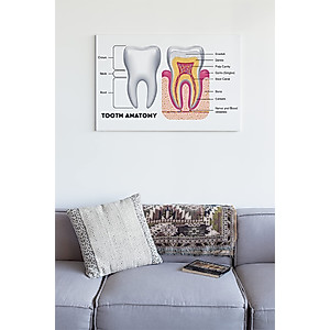 Dental Chart Wall Art Poster Dental Office Decor Nursing School Essentials Dental Medical Assistant Accessories Tooth Anatomy Science Posters Teacher Supplies Cool Wall Decor Art Print Poster 18x12