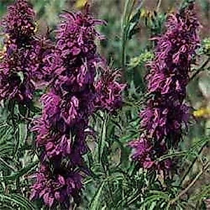 Outsidepride Monarda Citriodora Lemon Mint Bee Balm Plant Herb Garden Plants & Flowers - 5000 Seeds
