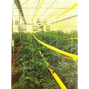 Yellow Sticky Roll 2 Inch Wide by 530 Feet Long