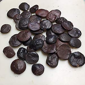 Bonsai Tree Chinese Wisteria Tree Seeds, 10 Pack - Highly Prized Flowering Bonsai, Wisteria sinensis - 10 Seeds to Grow