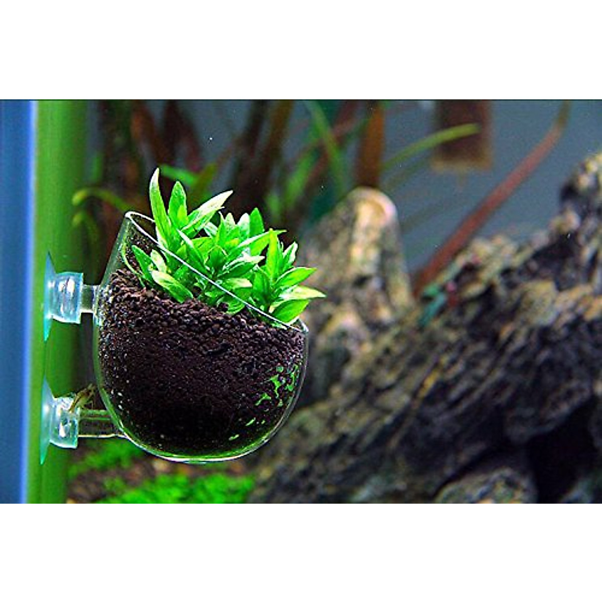 Tfwadmx Plant Pot Aquarium Decor Aquatic Plant Cup with 2 Suction Cup for Fish Tank Aquarium Aquascape(2 Pack)