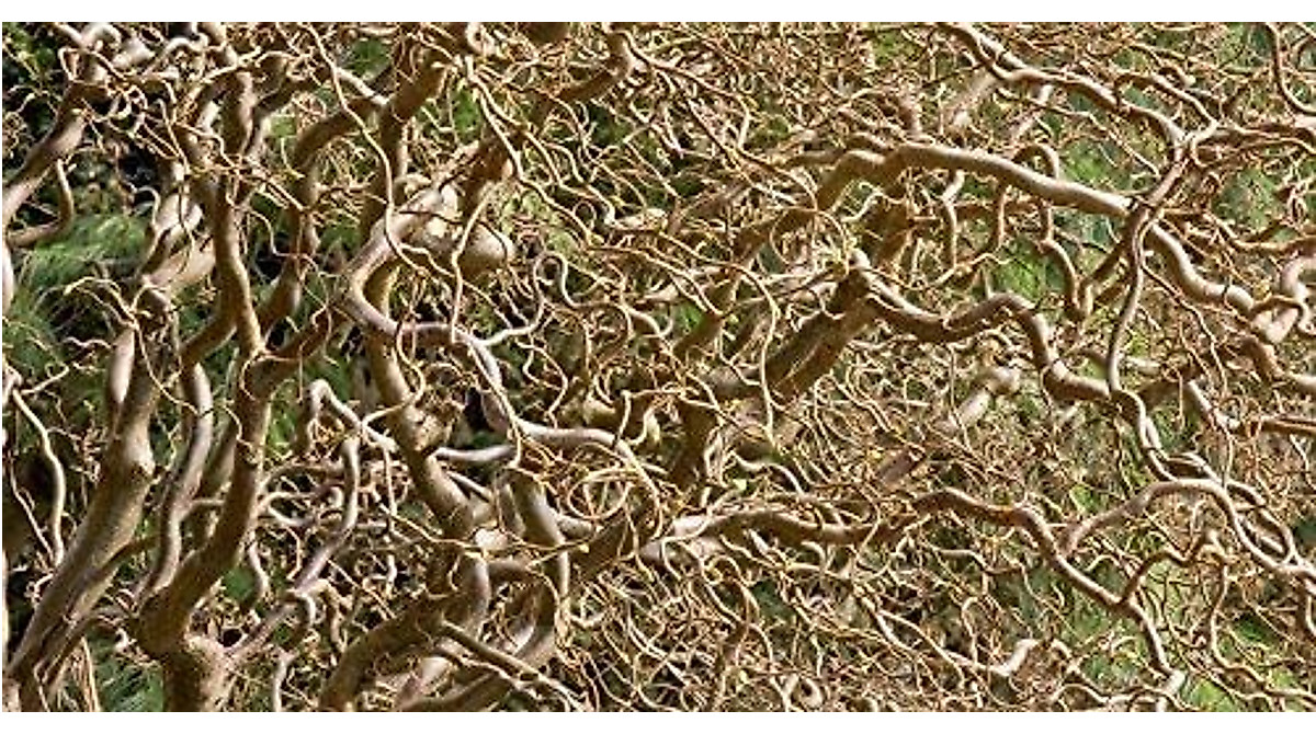 20 Corkscrew Willow Tree Cuttings - Unique Fast-Growing Shade Trees