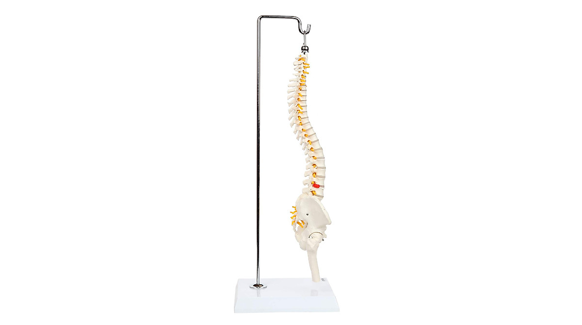 Axis Scientific Mini Spine Model for Anatomy Education