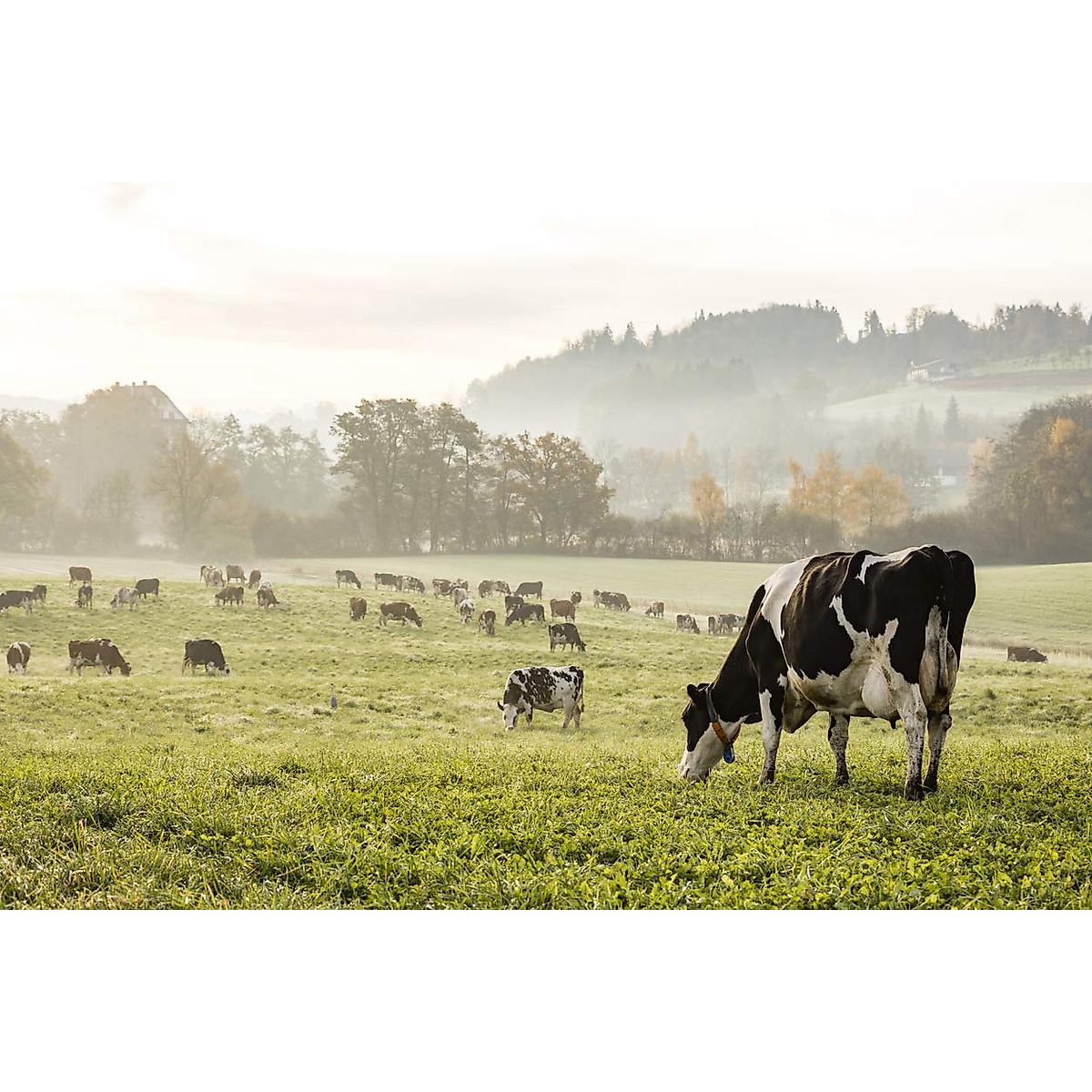 Organic Cultured Ghee - California Grassfed Cows - Award Winning Euro Styled High Fat Butter - Premium Black Label, 8 oz.