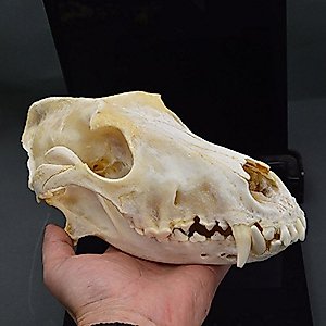 Hot Dog Skull Taxidermy Supplies Art Bone Vet Medicine 1:1