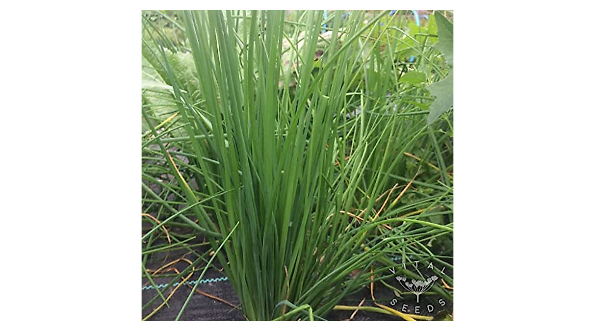 3000 Common Chive Seeds: Non-GMO Bulk for Your Garden