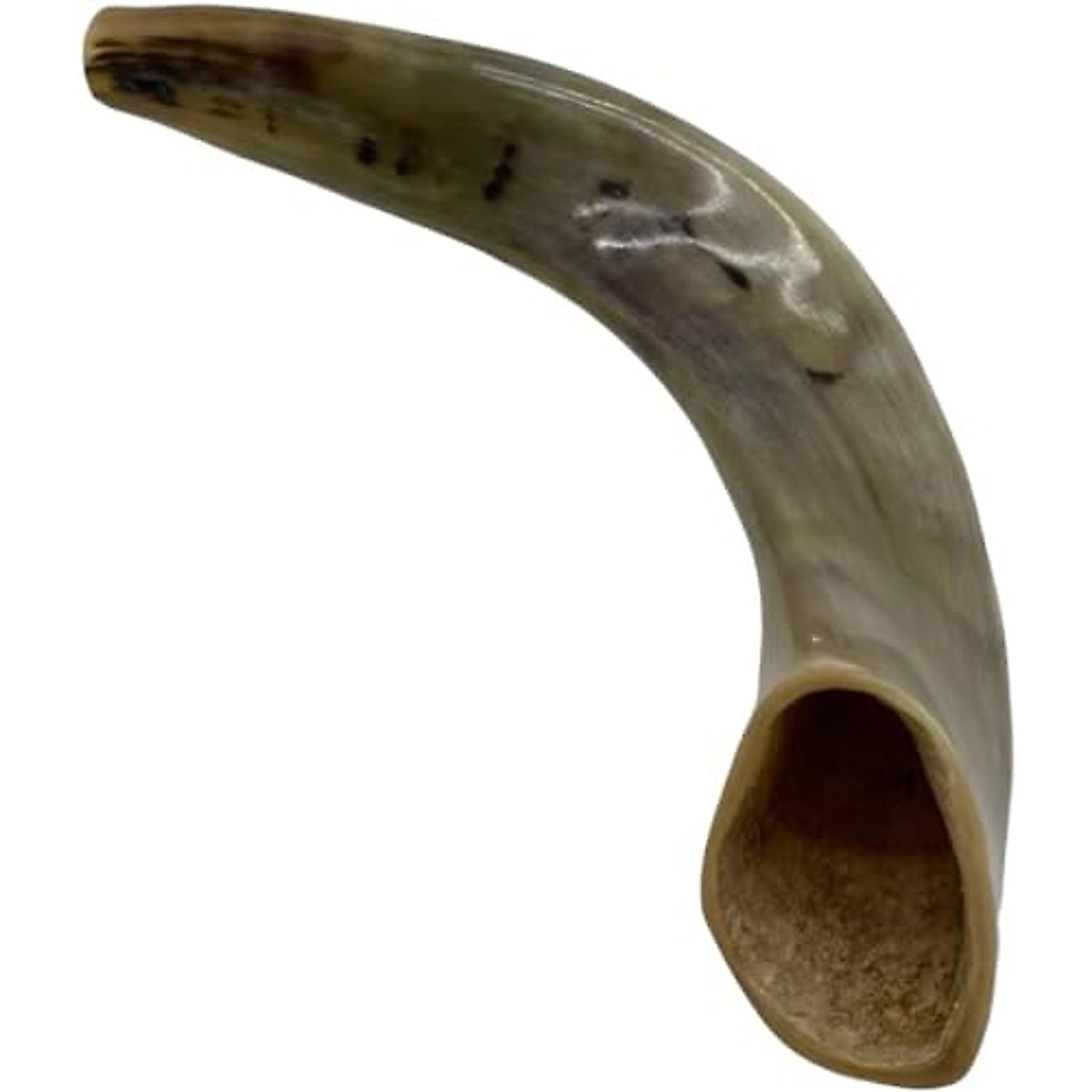 Authentic & Kosher Polished Ram's Horn Shofar from Israel (16" -18")