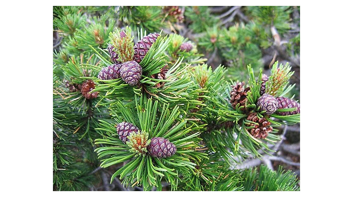 Grow Dwarf Mugo Pine Bonsai Seeds - Easy Care & Gift Idea