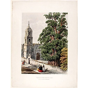 Taxodium montezumae (now mucronatum) Montezuma Cypress