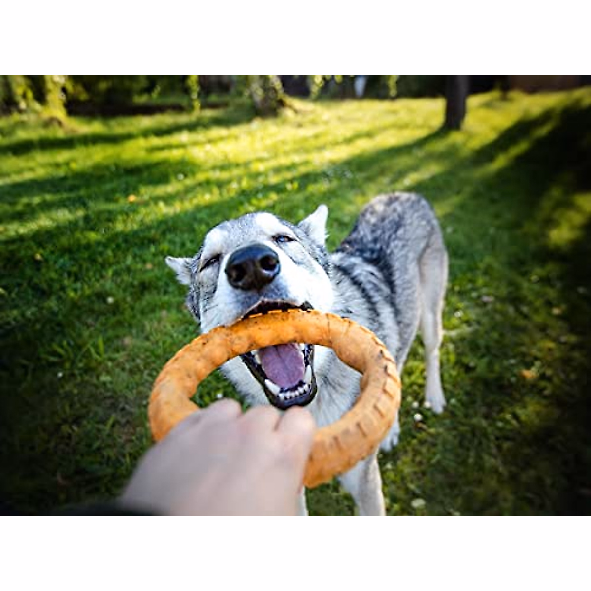 Spunky Pup Gnaw Guard Foam Dog Toy | Strong Dental Chew Toy | Promotes Healthy Teeth & Gums | Large Ring