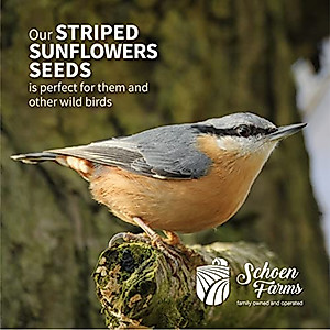 Schoen Farms Striped Sunflower Seeds for Birds, (3 Pound)