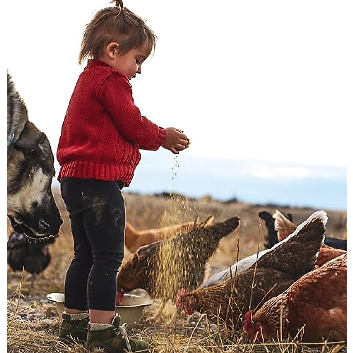 Eden Feeds Layer Feed for Chickens - 40 lb Bag Non GMO Soy and Corn Free Whole Grain Minimally Processed Feed